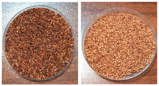 Sesame Germination Dynamics: Unravelling Sesame’s Response to Salinity ...