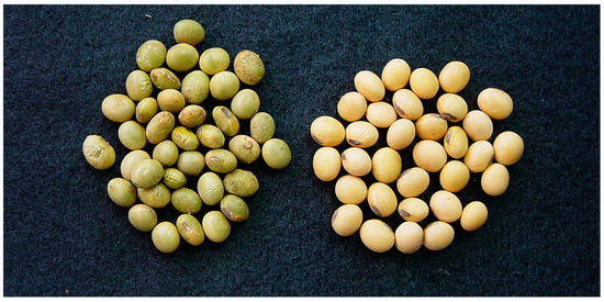Seeds | Free Full-Text | Soybean Seed Coat Cracks and Green Seeds ...