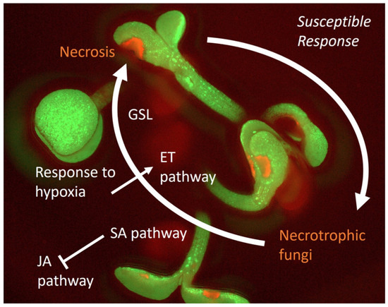 Fungal Necrotrophic Interaction: A Case Study of Seed Immune Response ...