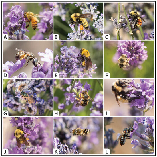 Pollination and Seed Production of Lavandula angustifolia Mill. (Lamiaceae)