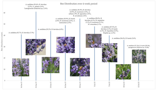 Pollination and Seed Production of Lavandula angustifolia Mill. (Lamiaceae)