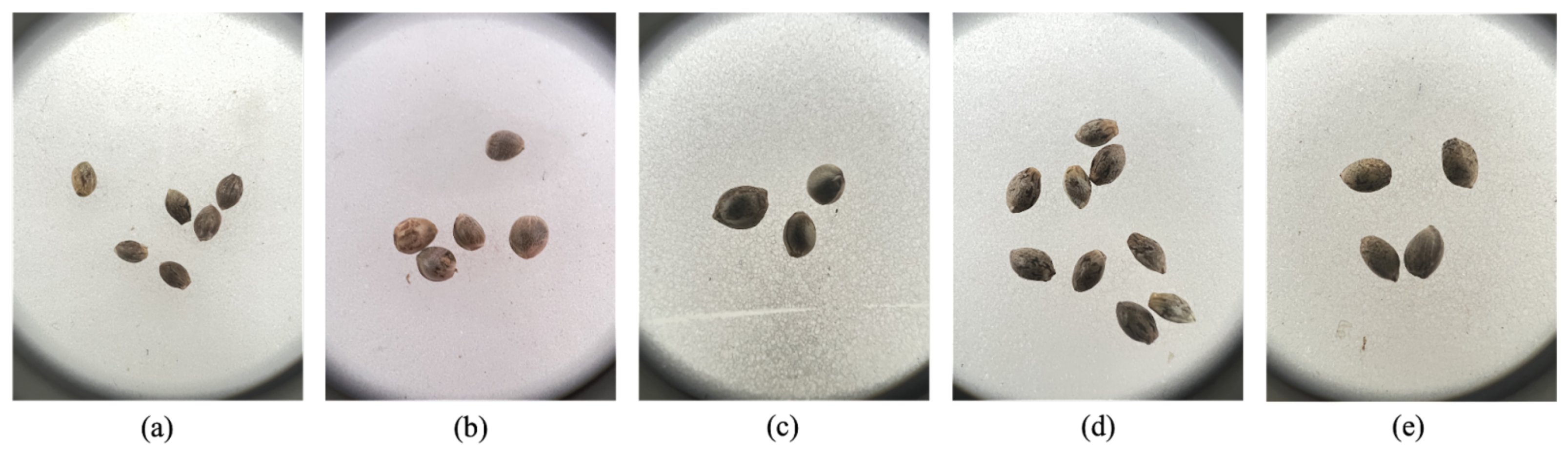Seeds | Free Full-Text | Detection and Classification of Cannabis Seeds Using RetinaNet and ...