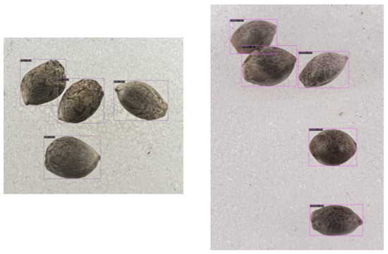 Seeds | Free Full-Text | Detection and Classification of Cannabis Seeds ...