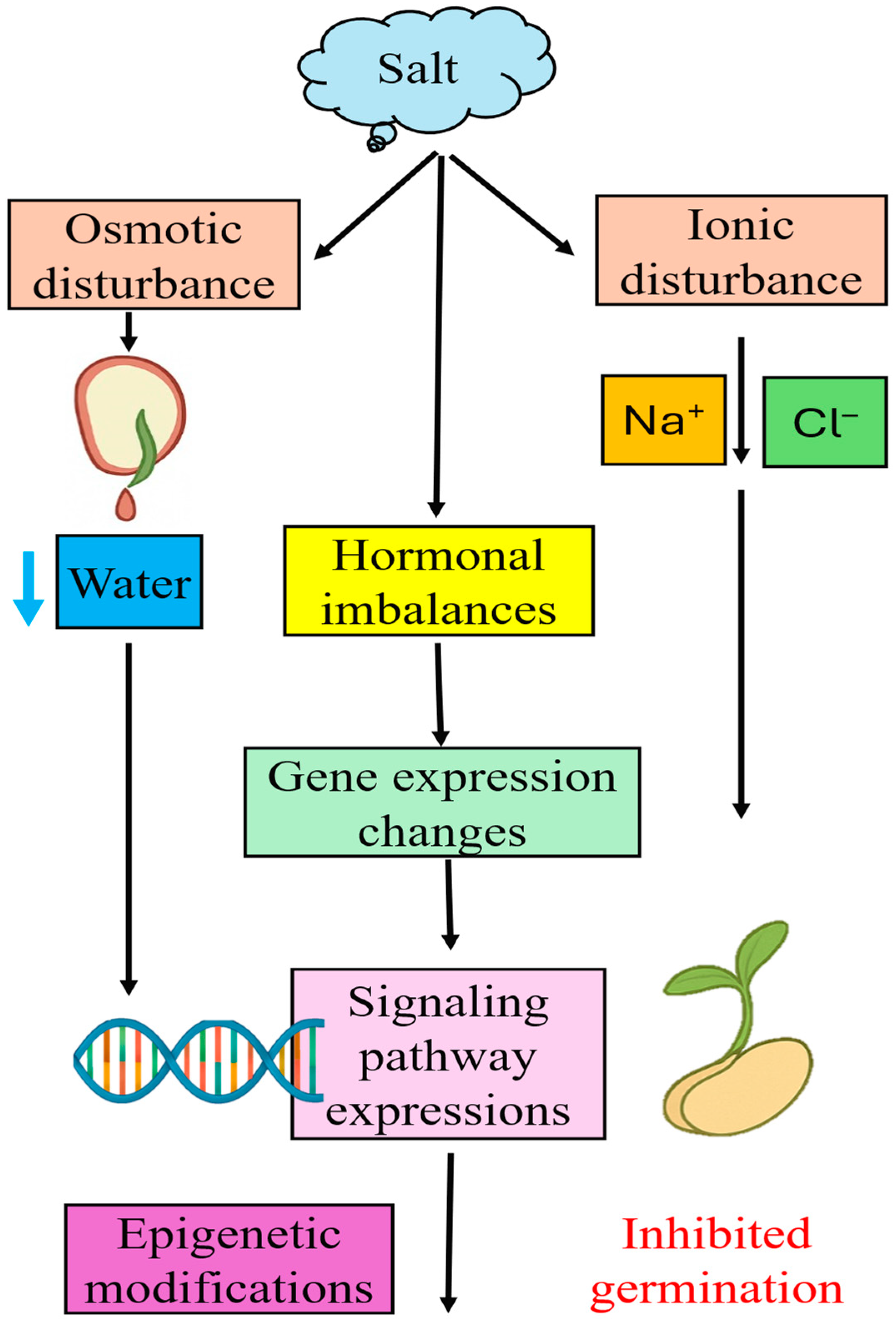 Effects of Salinity on Seed Germination: Mechanisms, Impacts, and ...