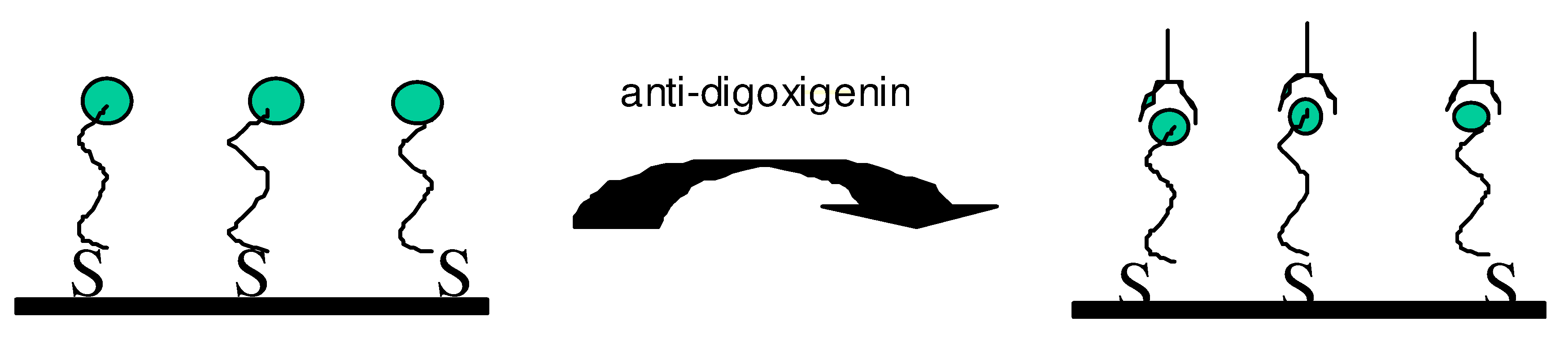 Impedance Spectroscopy Technique for DNA Hybridization