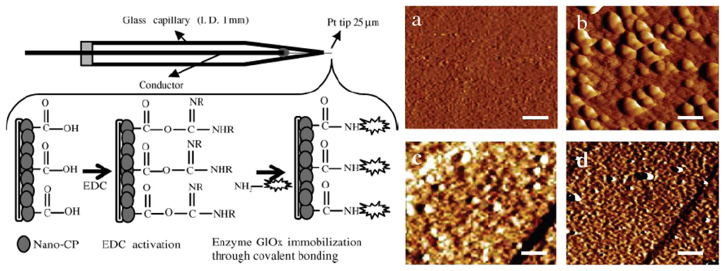 Aspartate Aminotransferase (AST/GOT) and Alanine Aminotransferase (ALT ...