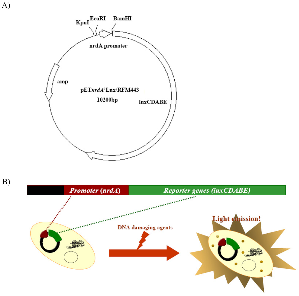 Construction of a nrdA::luxCDABE Fusion and Its Use in Escherichia coli ...