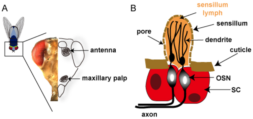 Sensors | Free Full-Text | First Contact to Odors: Our Current ...