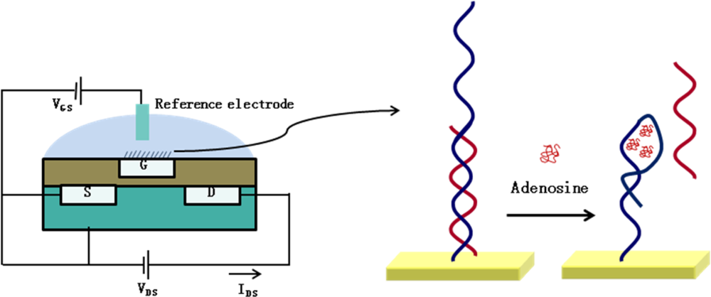 Sensors | Free Full-Text | Ion-Sensitive Field-Effect Transistor for ...