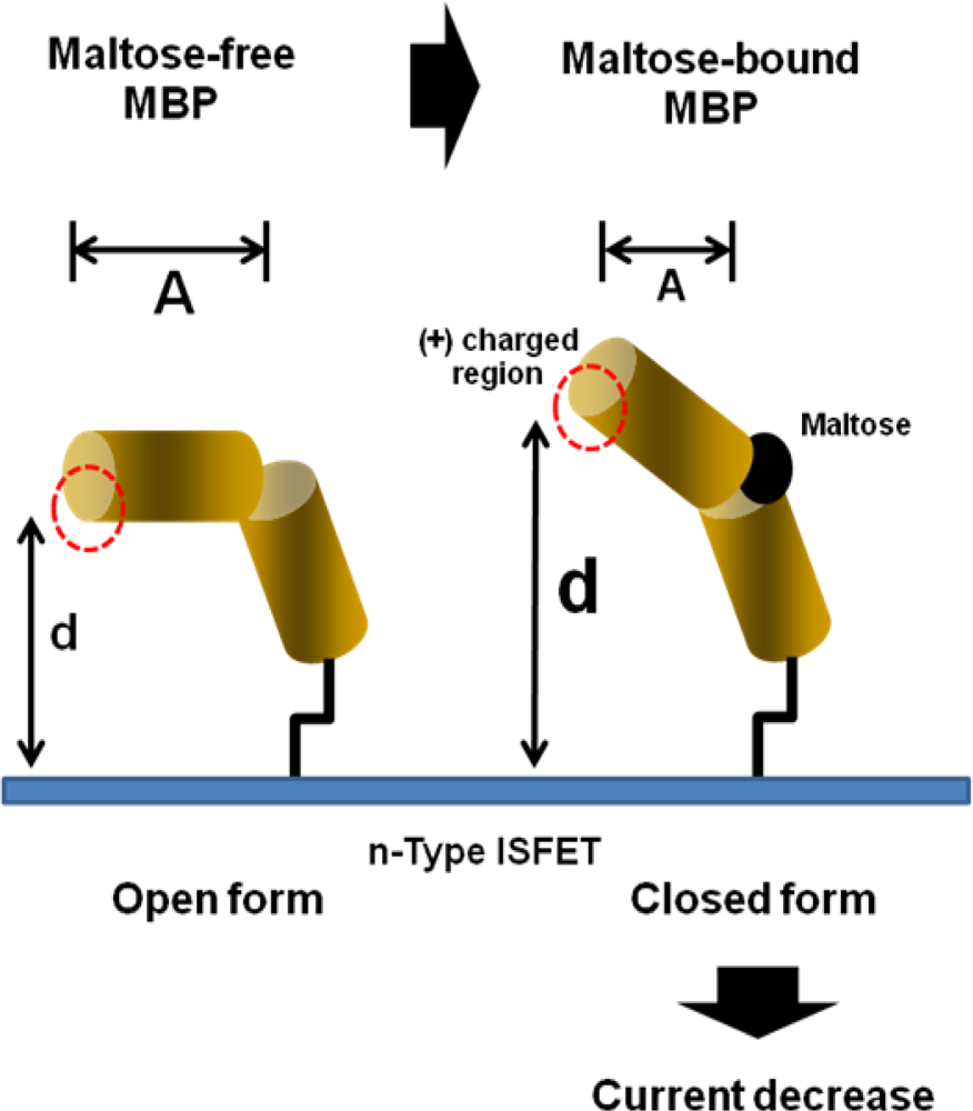 Sensors | Free Full-Text | Ion-Sensitive Field-Effect Transistor for ...