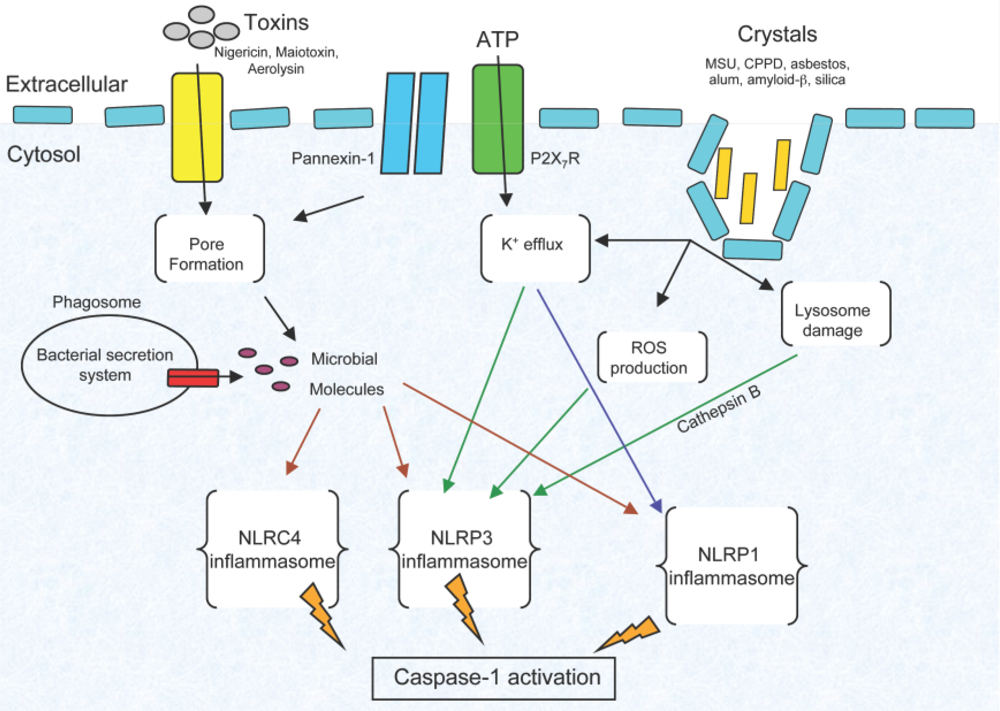 The Inflammasome in Host Defense