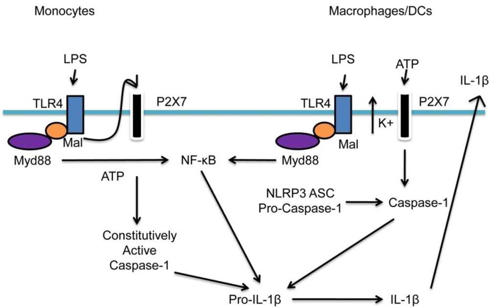The Inflammasome in Host Defense