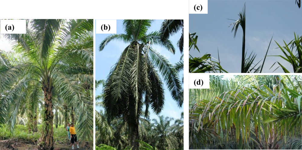 Evaluation of Oil-Palm Fungal Disease Infestation with Canopy ...