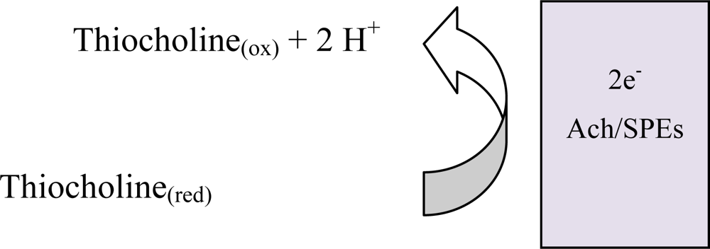 Immobilization of Acetylcholinesterase on Screen-Printed Electrodes ...