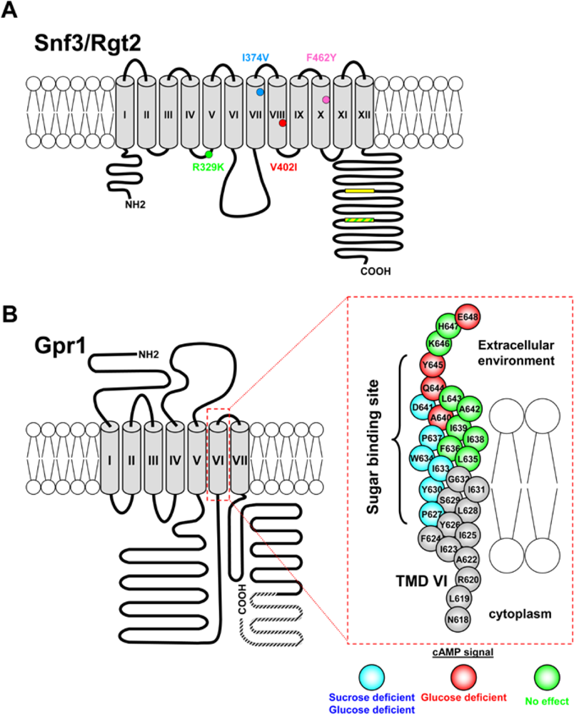 Glucose Signaling-Mediated Coordination of Cell Growth and Cell Cycle ...