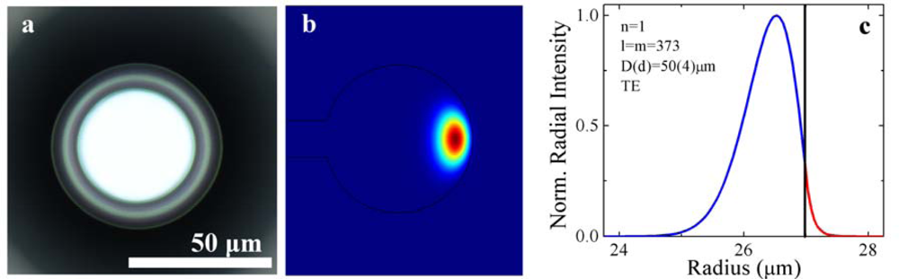 Bioconjugation Strategies for Microtoroidal Optical Resonators