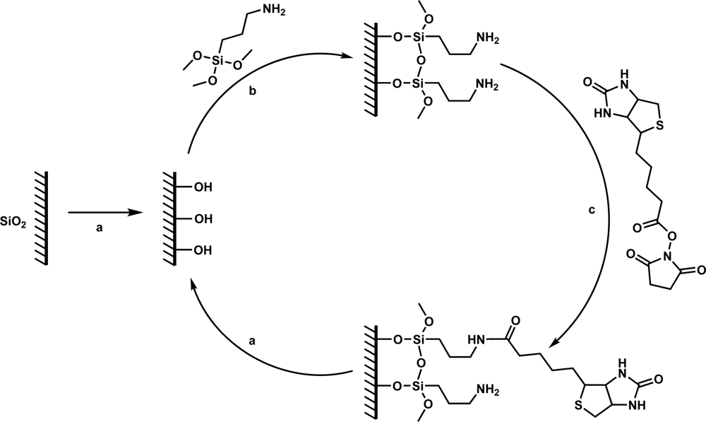 Bioconjugation Strategies for Microtoroidal Optical Resonators
