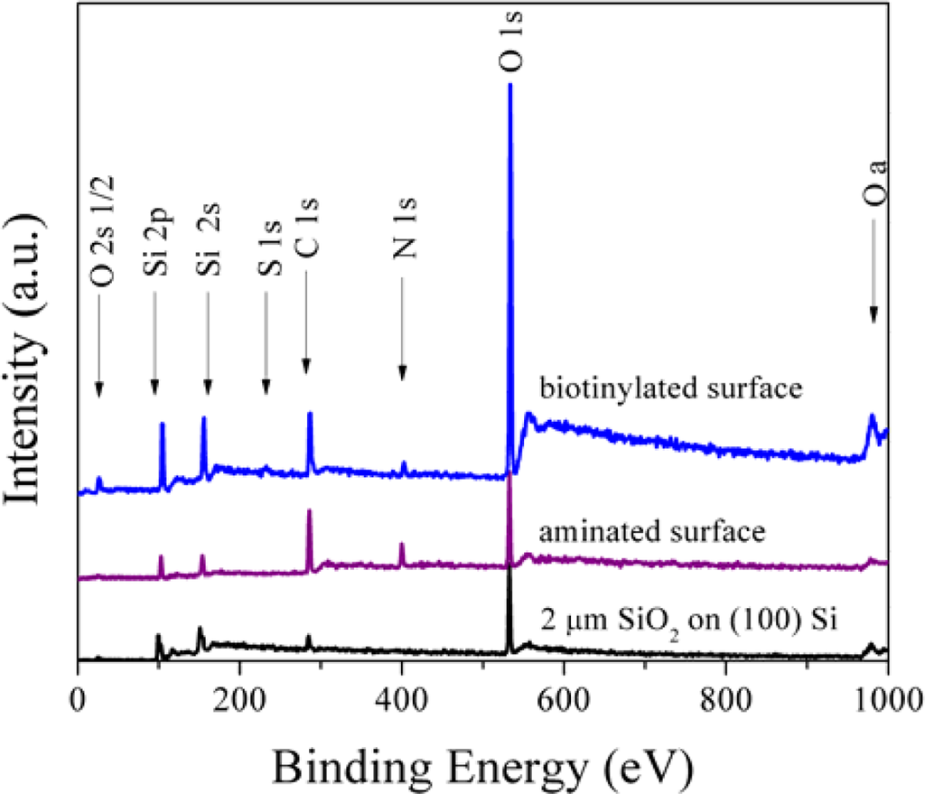 Bioconjugation Strategies for Microtoroidal Optical Resonators