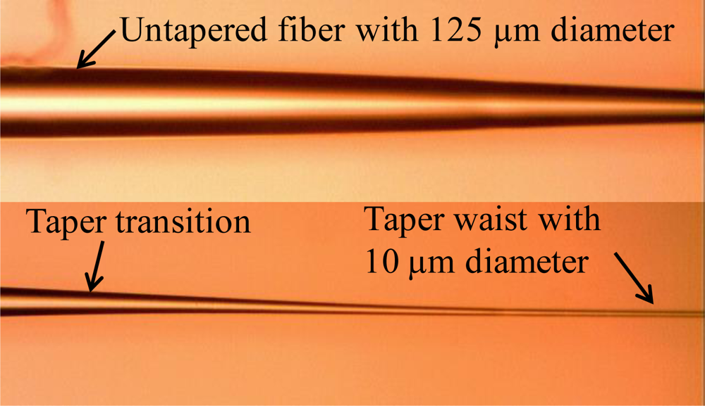 Tapered Optical Fiber Sensor for Label-Free Detection of Biomolecules