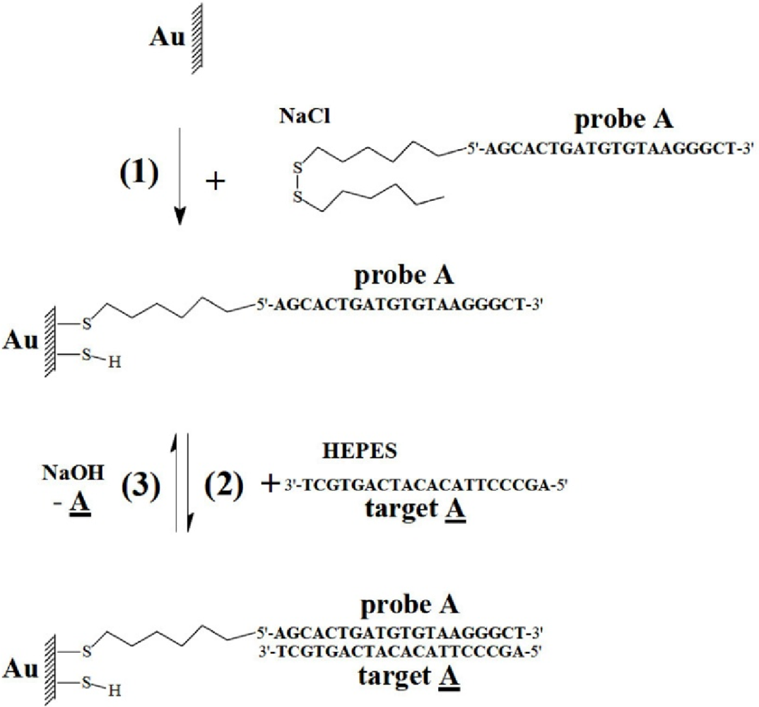 Development of a Mass Sensitive Quartz Crystal Microbalance (QCM)-Based ...