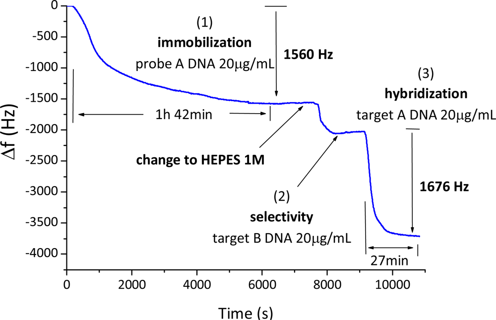 Development of a Mass Sensitive Quartz Crystal Microbalance (QCM)-Based ...