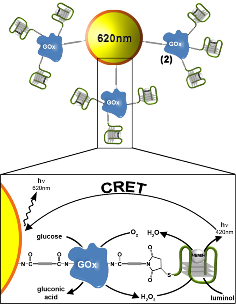 Following Glucose Oxidase Activity by Chemiluminescence and ...
