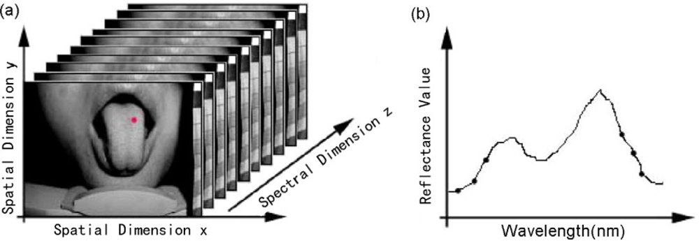 Tongue Tumor Detection in Medical Hyperspectral Images