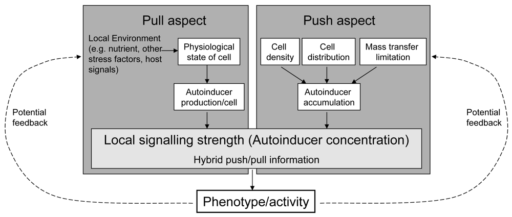 Spatial Heterogeneity of Autoinducer Regulation Systems