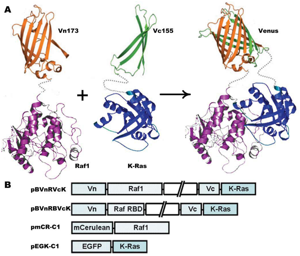 Dynamics of Ras Complexes Observed in Living Cells