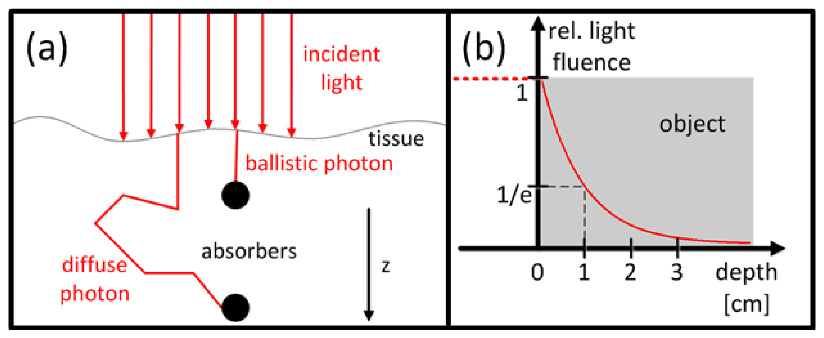 Optoacoustic Imaging and Tomography: Reconstruction Approaches and ...