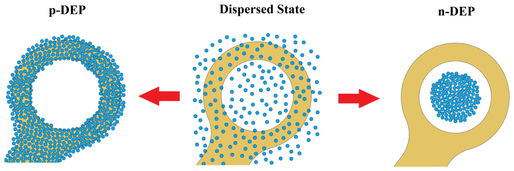 Dielectrophoretic Manipulation and Separation of Microparticles Using ...
