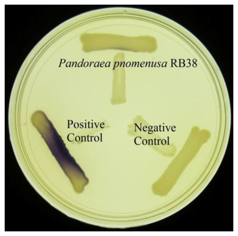 Quorum Sensing Activity in Pandoraea pnomenusa RB38
