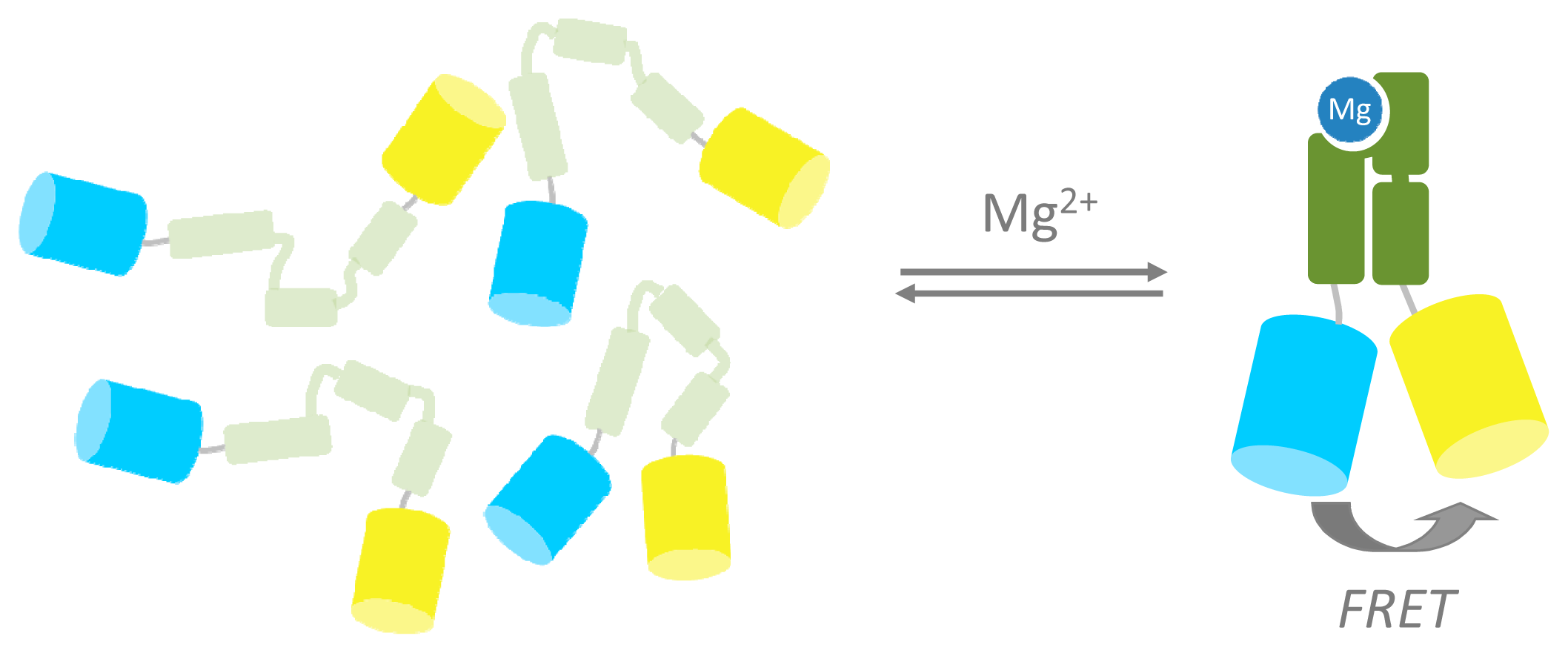 Engineering Genetically Encoded FRET Sensors