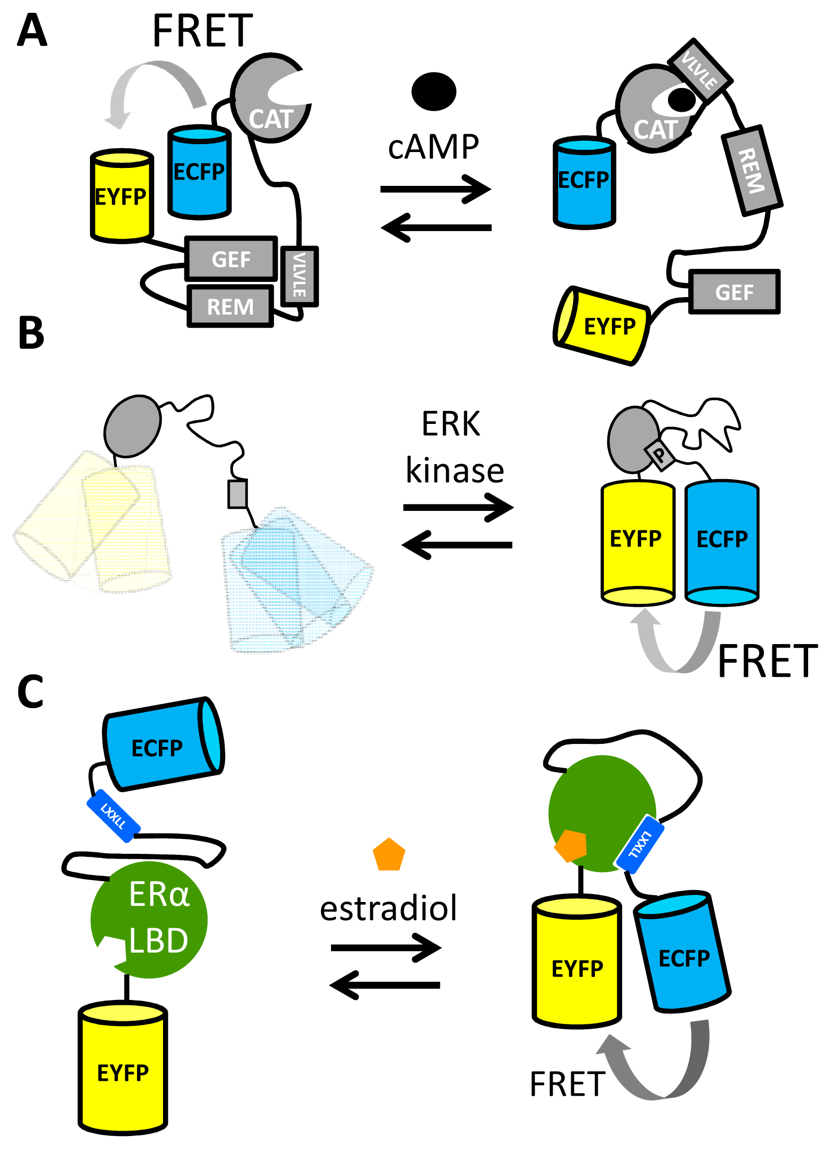 Engineering Genetically Encoded FRET Sensors