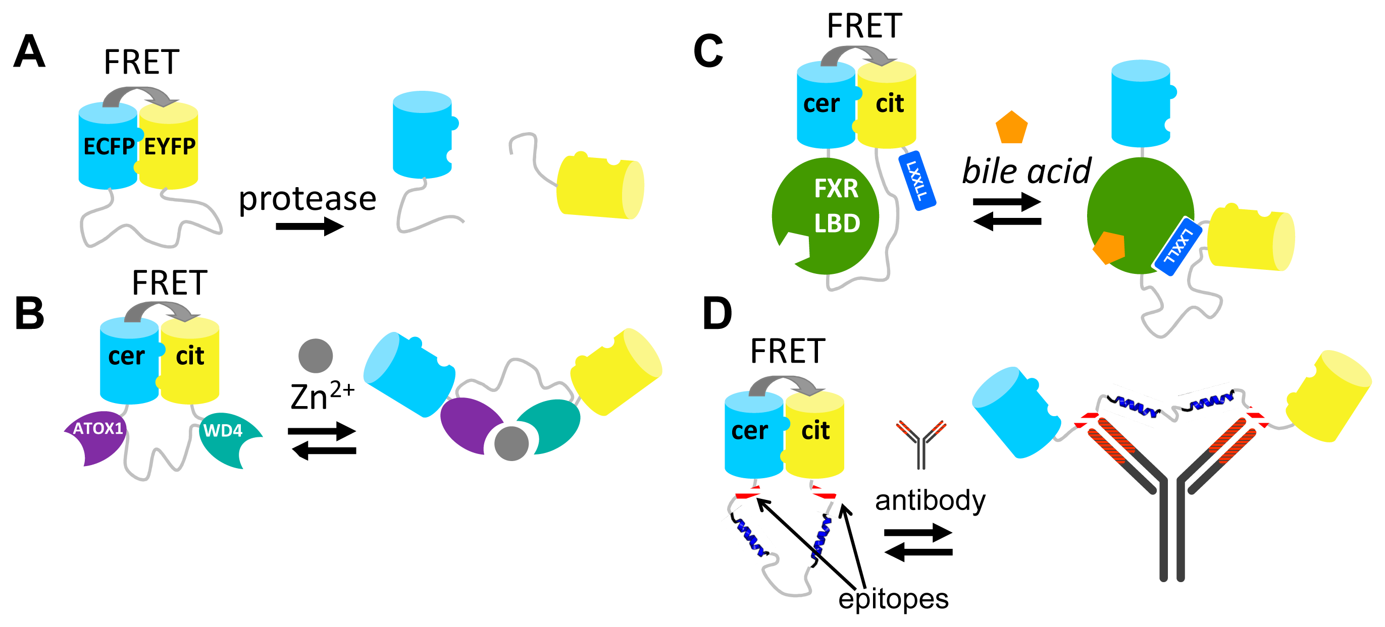 Engineering Genetically Encoded FRET Sensors