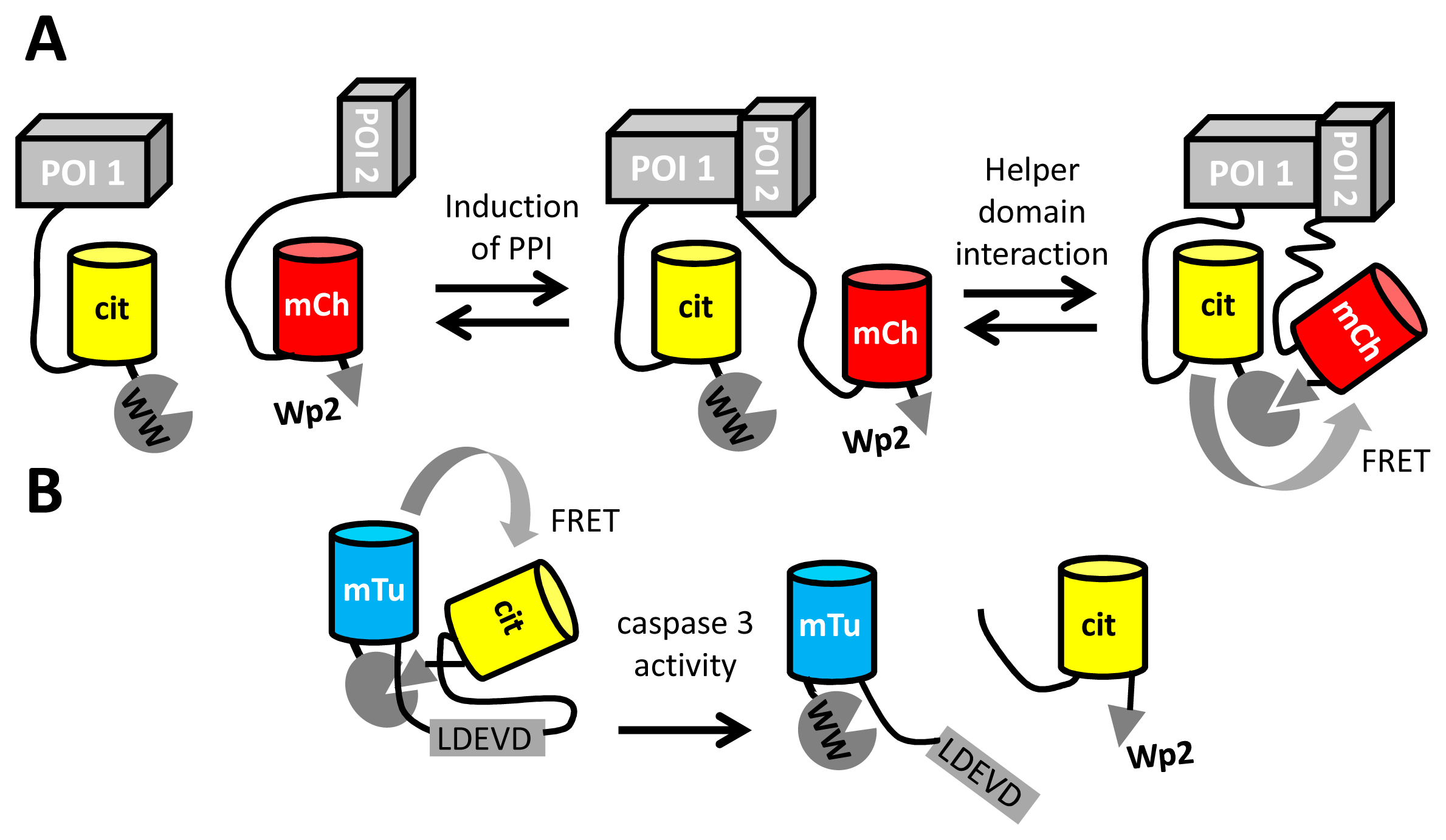 Engineering Genetically Encoded FRET Sensors