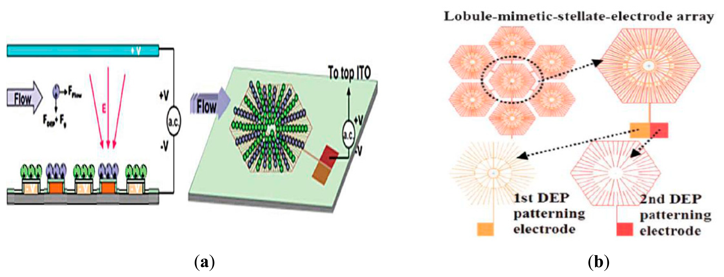 Sensors | Free Full-Text | Cell Patterning for Liver Tissue Engineering ...