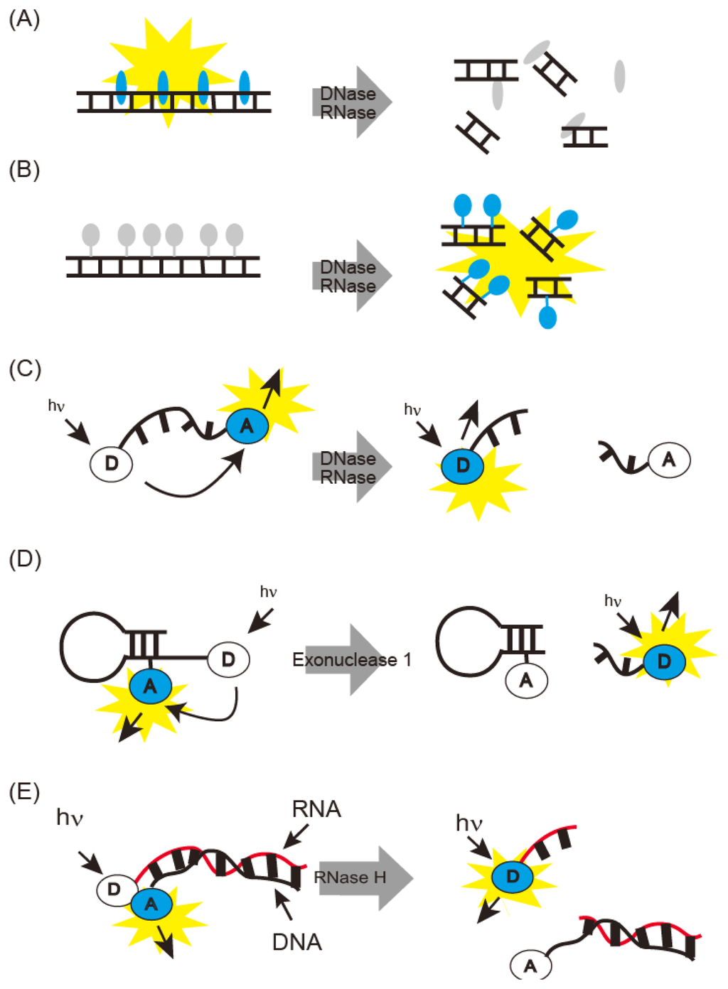 Sensors | Free Full-Text | Highly Sensitive Nuclease Assays Based on ...