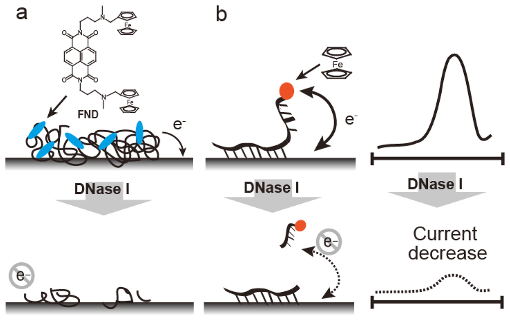 Highly Sensitive Nuclease Assays Based on Chemically Modified DNA or RNA