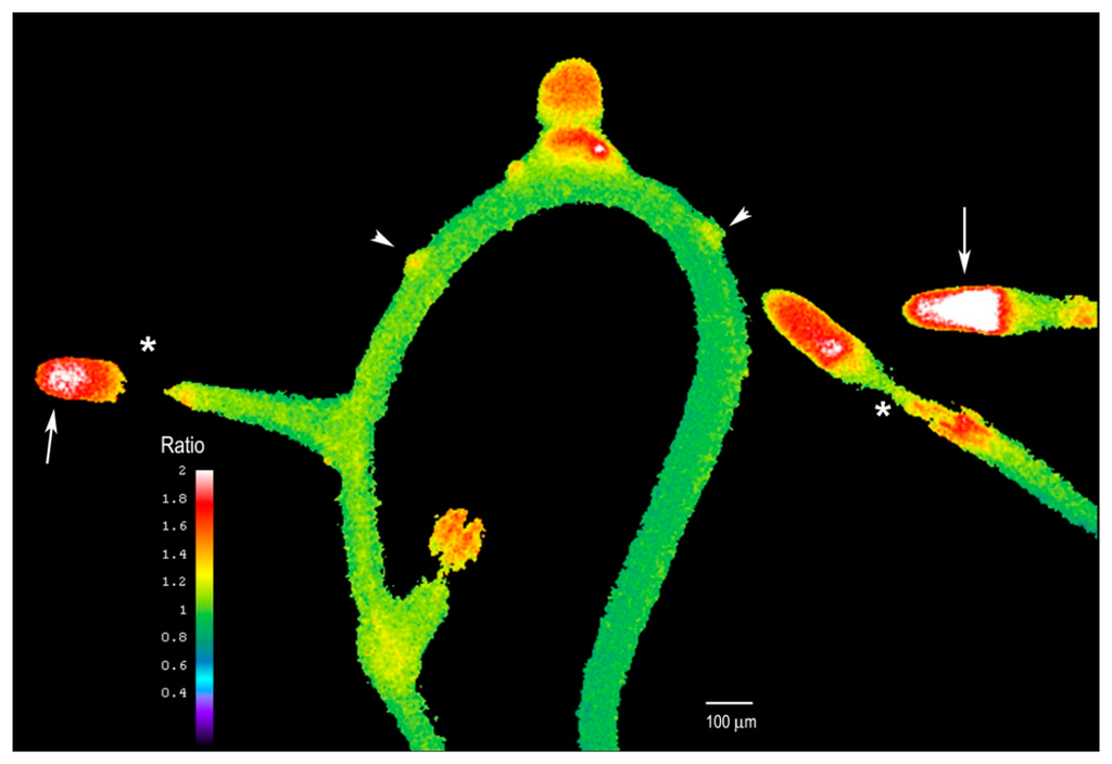 Hyper, a Hydrogen Peroxide Sensor, Indicates the Sensitivity of the ...