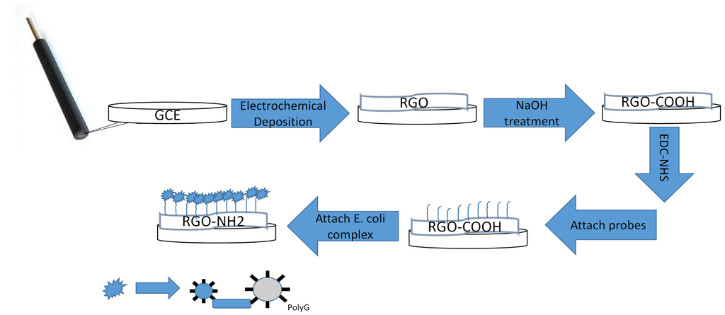 Highly Sensitive Bacteria Quantification Using Immunomagnetic ...