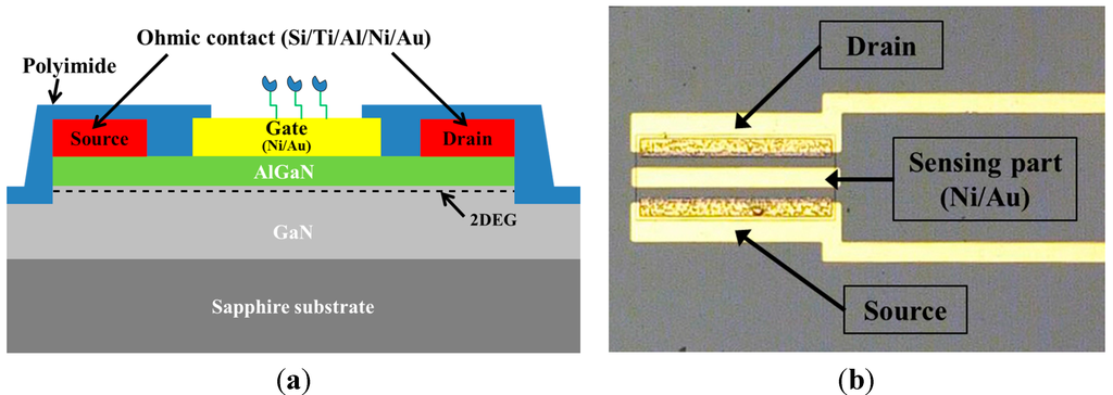 AlGaN/GaN High Electron Mobility Transistor-Based Biosensor for the ...