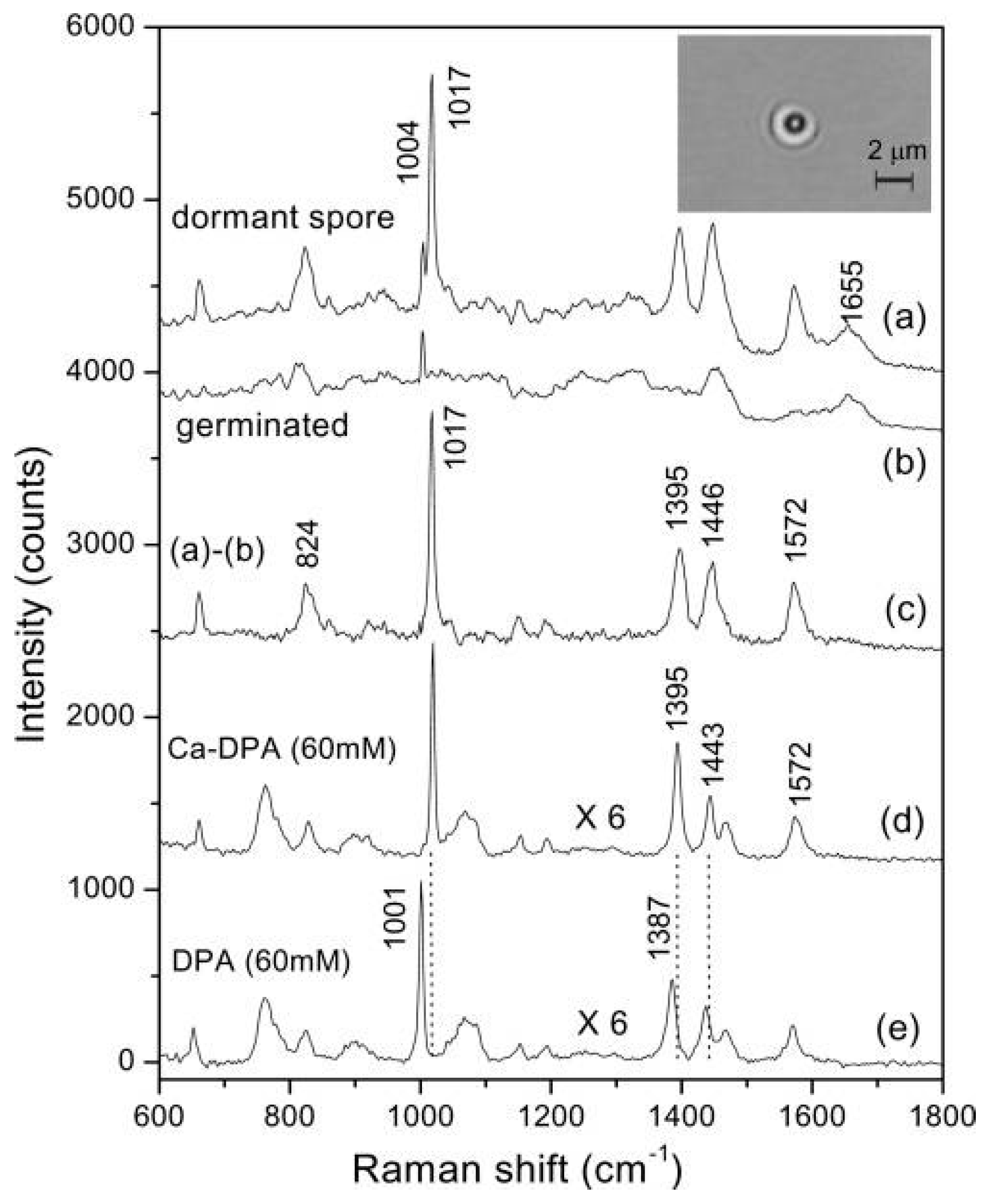 Raman Spectroscopy of Optically Trapped Single Biological Micro-Particles