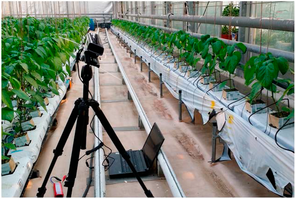 In Situ 3D Segmentation of Individual Plant Leaves Using a RGB-D Camera ...