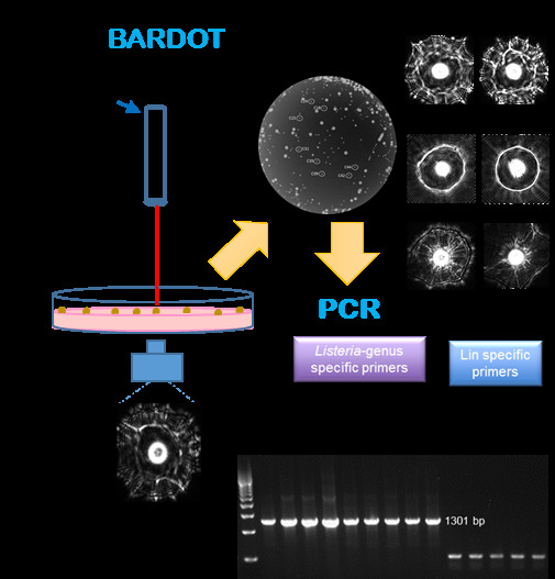 Sensors | Free Full-Text | Novel PCR Assays Complement Laser Biosensor ...