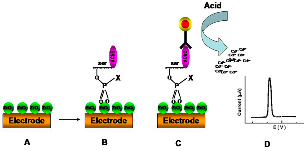 Sensors | Special Issue : Sensors for Food Safety and Quality