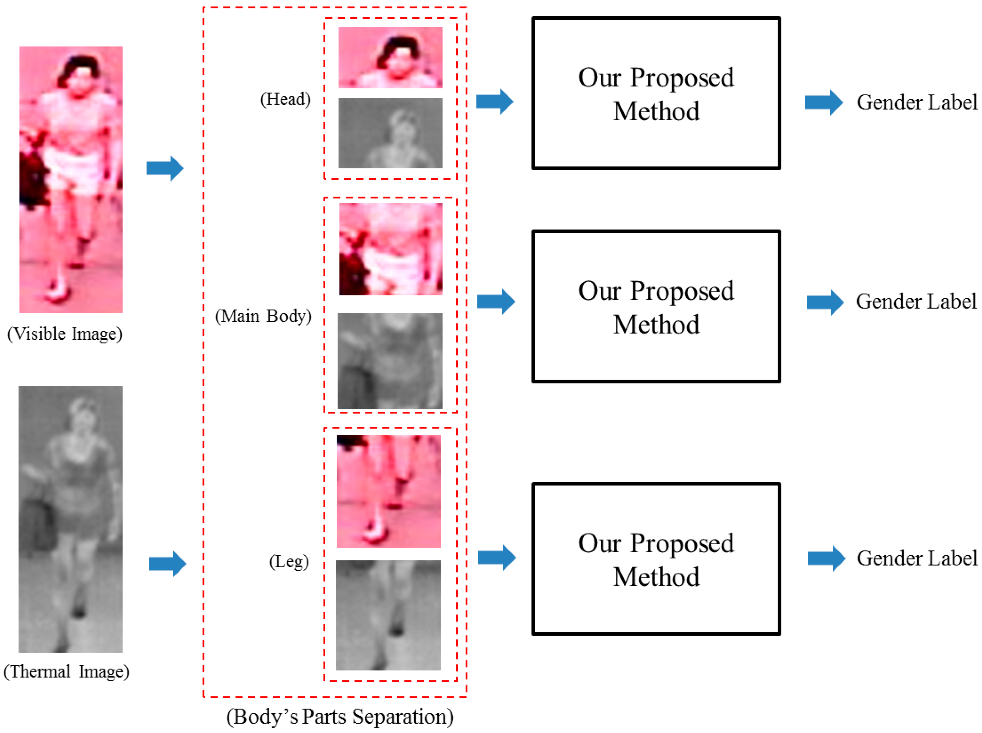 Body-Based Gender Recognition Using Images from Visible and Thermal Cameras