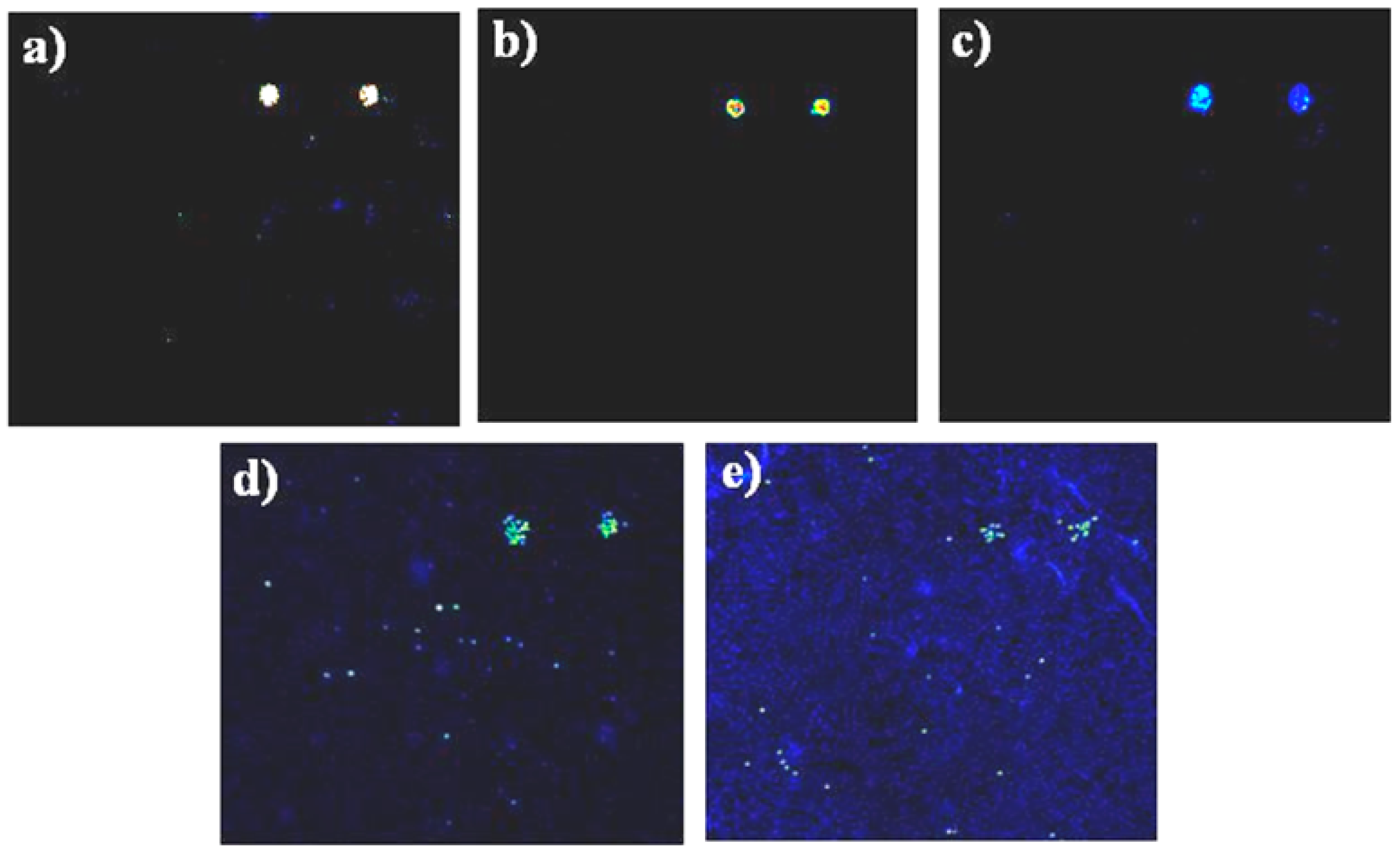 Protein Chips for Detection of Salmonella spp. from Enrichment Culture