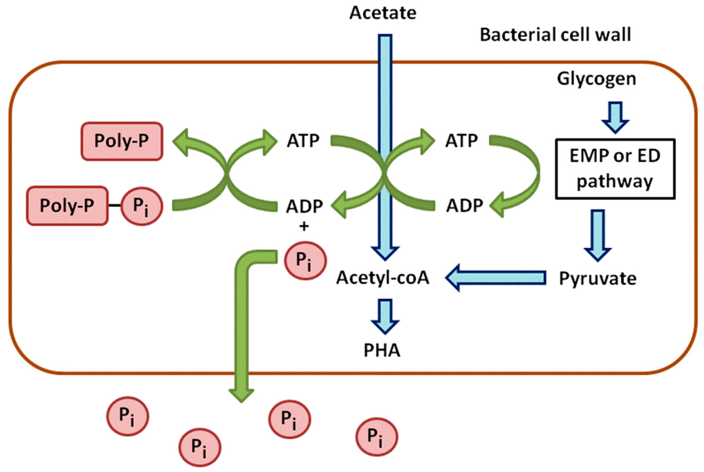Characterisation of Phosphate Accumulating Organisms and Techniques for ...