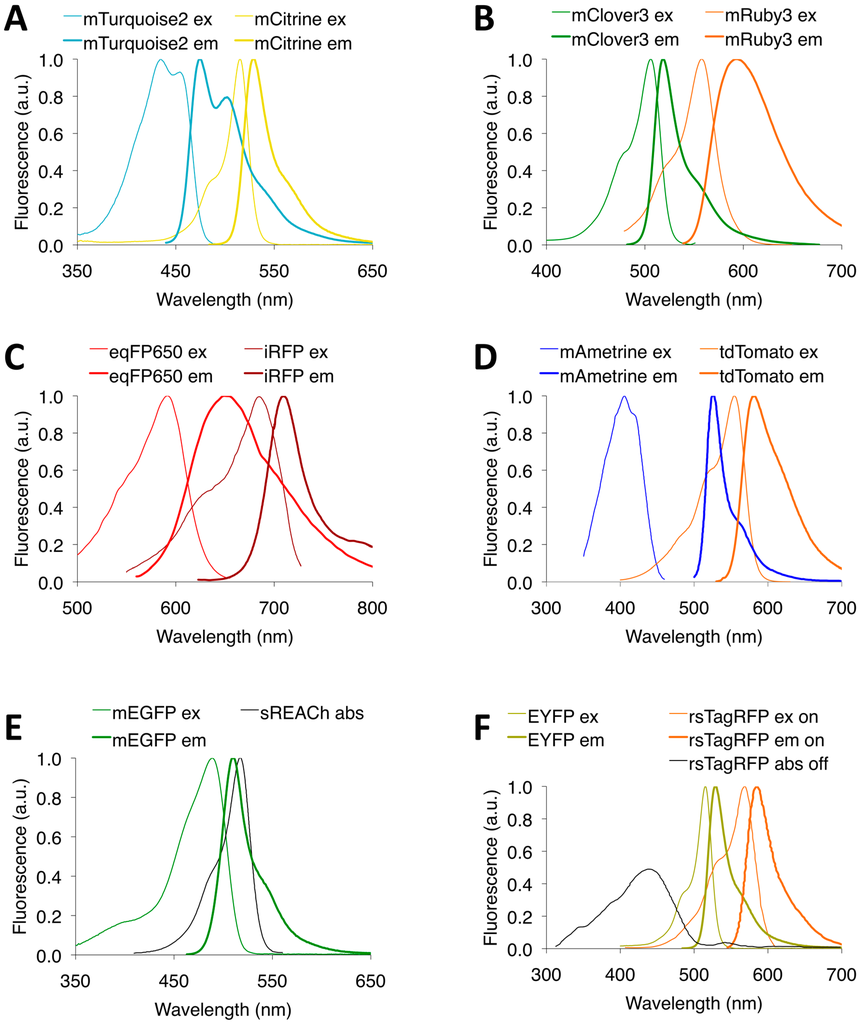 A Guide to Fluorescent Protein FRET Pairs